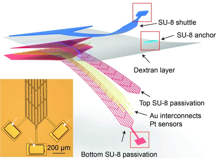 For The First Time Its Possible To Record Long Term Electrical Activity In A Single Brain Cell